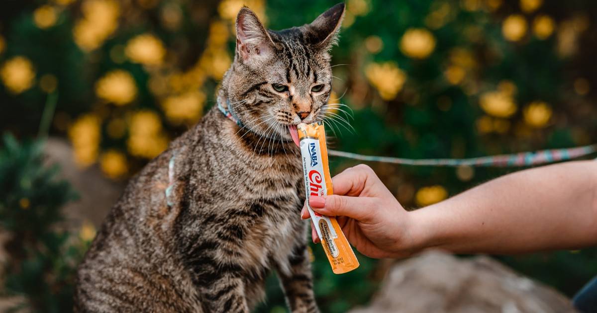 ¿Qué significa “Churu”? Conoce el origen del snack del momento en Chile
