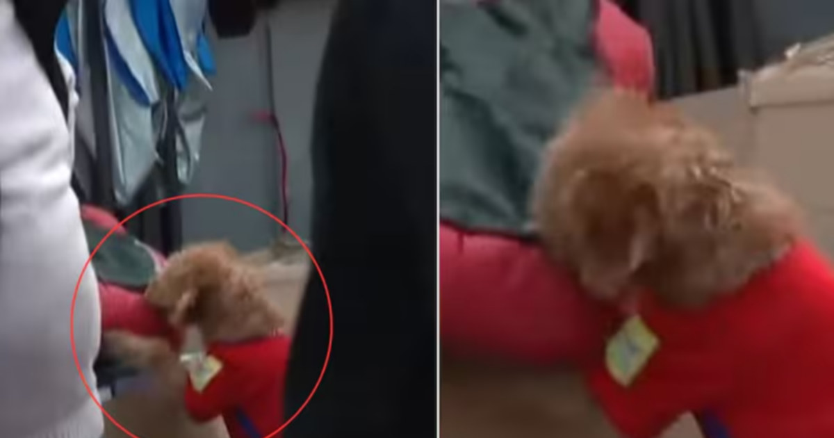 Perro ladrón en Barrio Meiggs se vuelve viral y despierta teorías